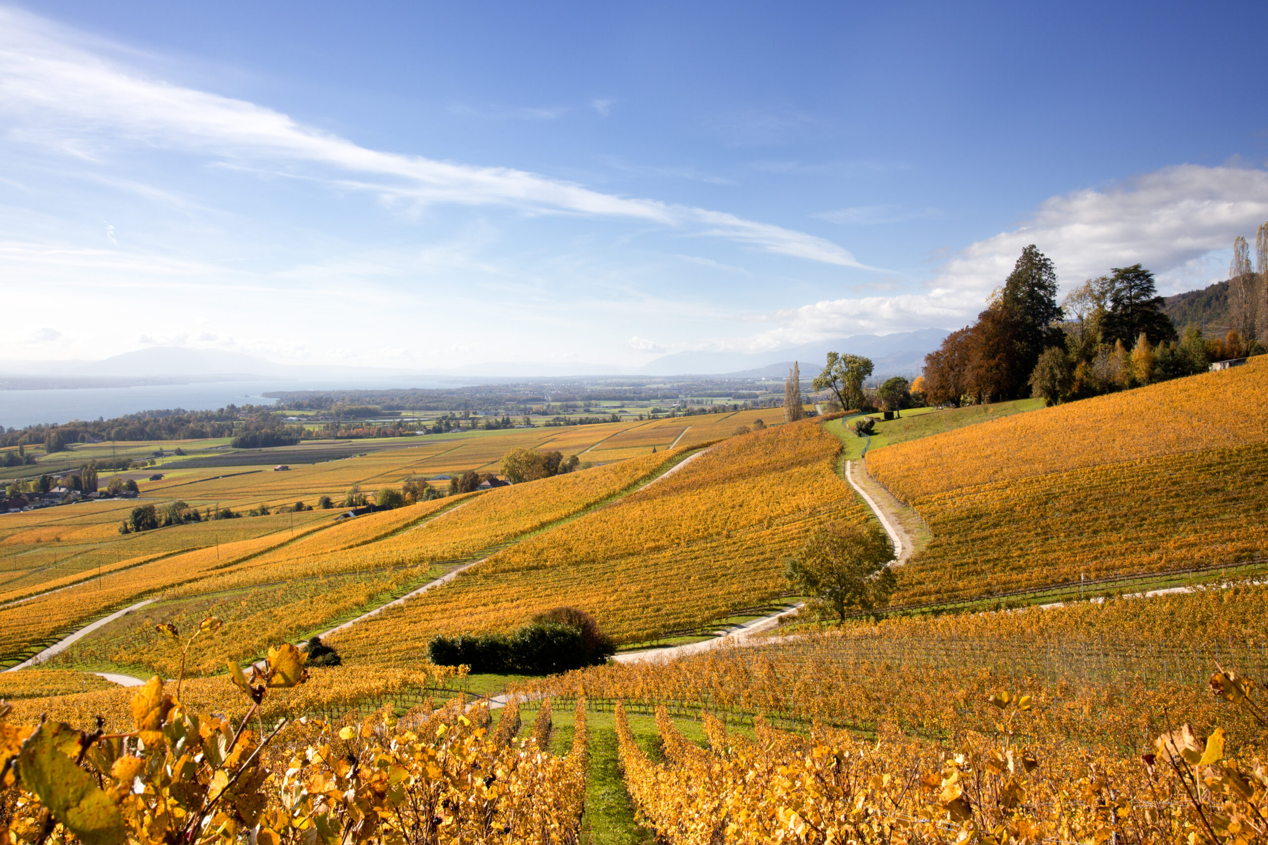 Vaud.ch, le meilleur du Canton de Vaud, ça commence ici